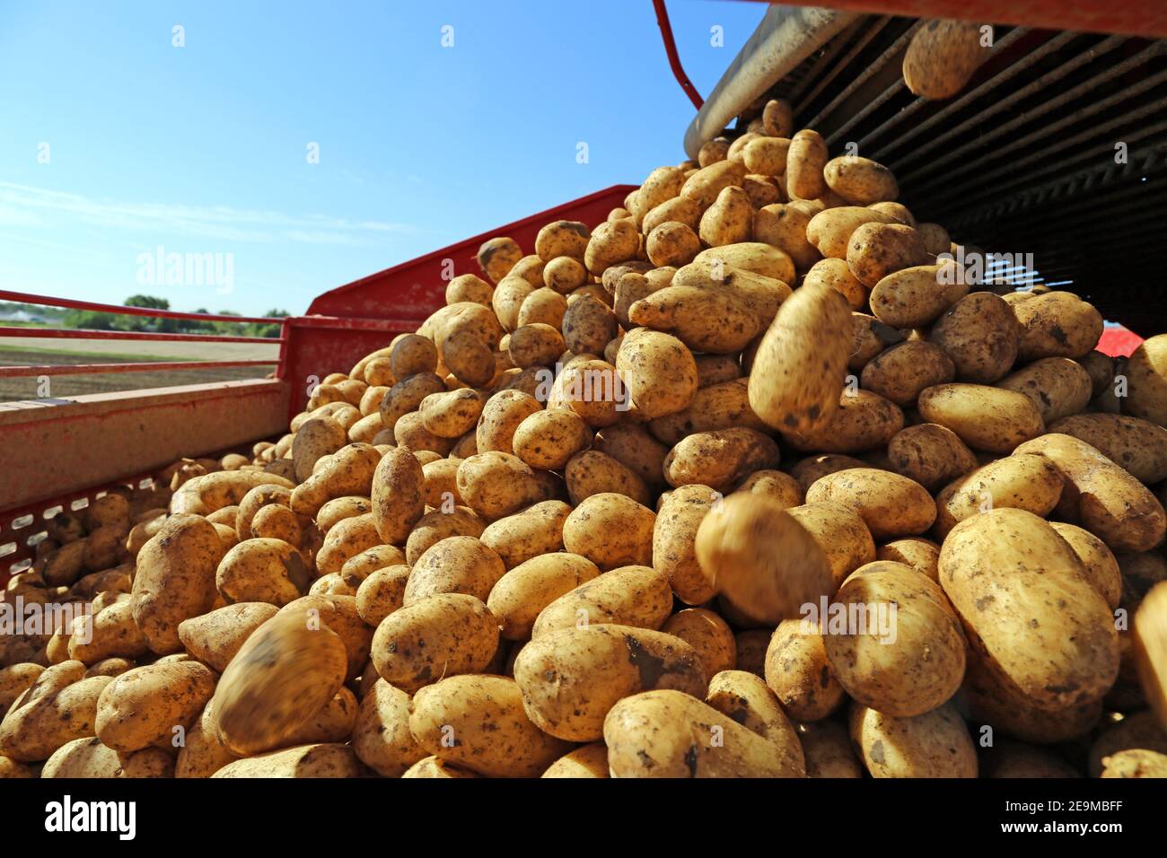Agricultural potato harvest with harvester Stock Photo - Alamy