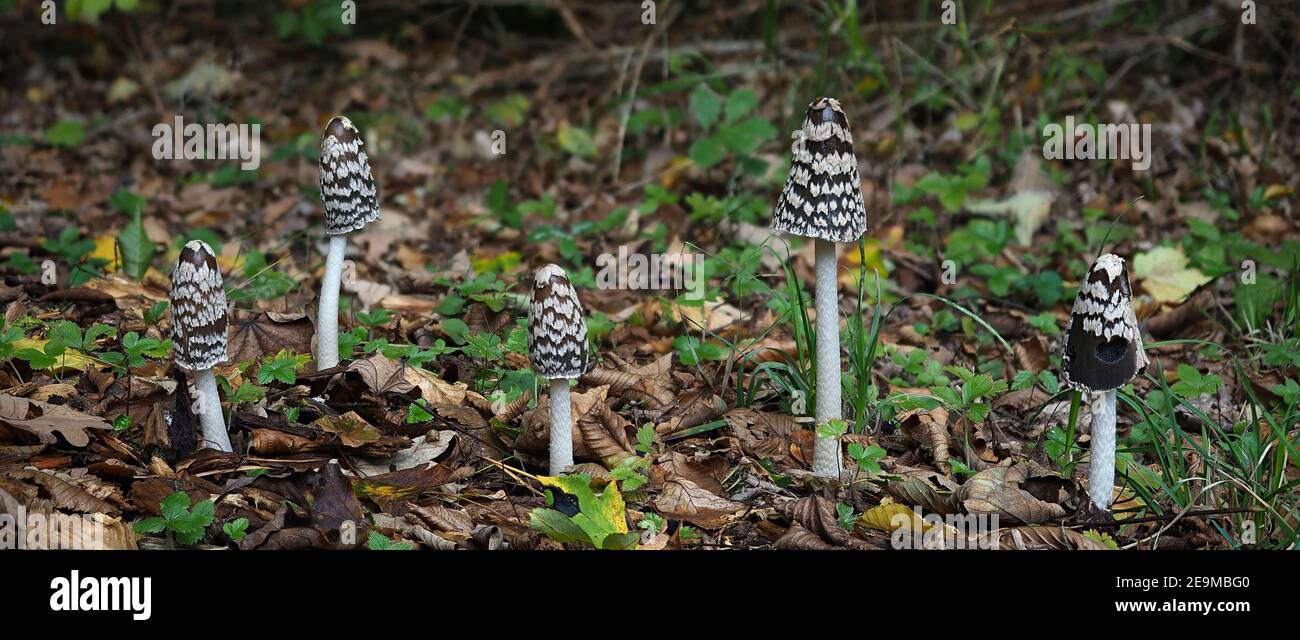The Magpie Fungus (Coprinopsis picacea) is an inedible mushroom , an ...