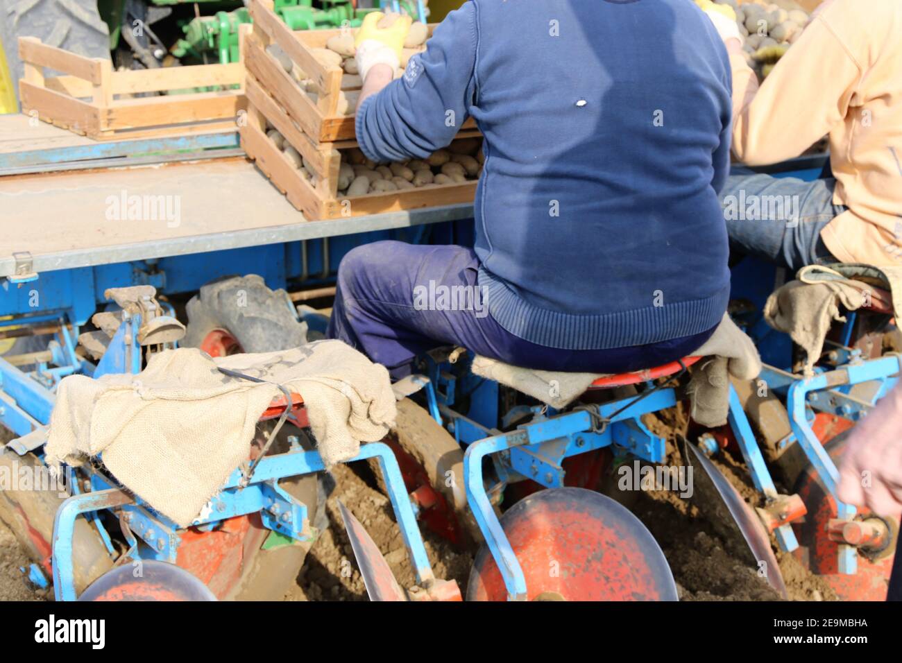 Agricultural potato cultivation or potato plants Stock Photo - Alamy