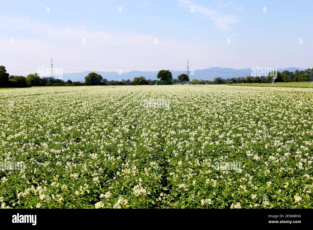 Potato field germany hi-res stock photography and images - Alamy