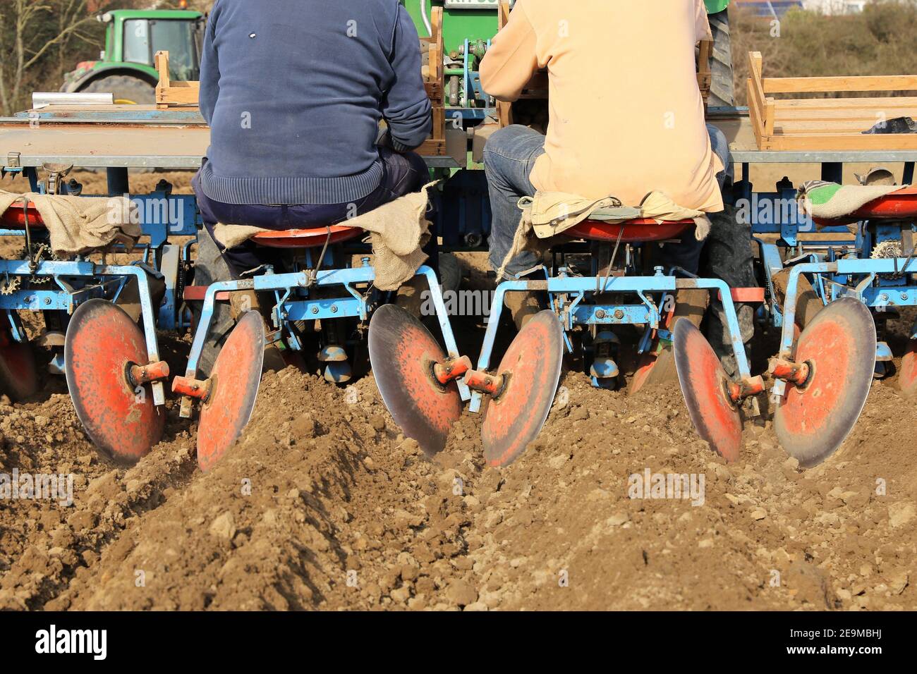 Agricultural potato cultivation or potato plants Stock Photo - Alamy