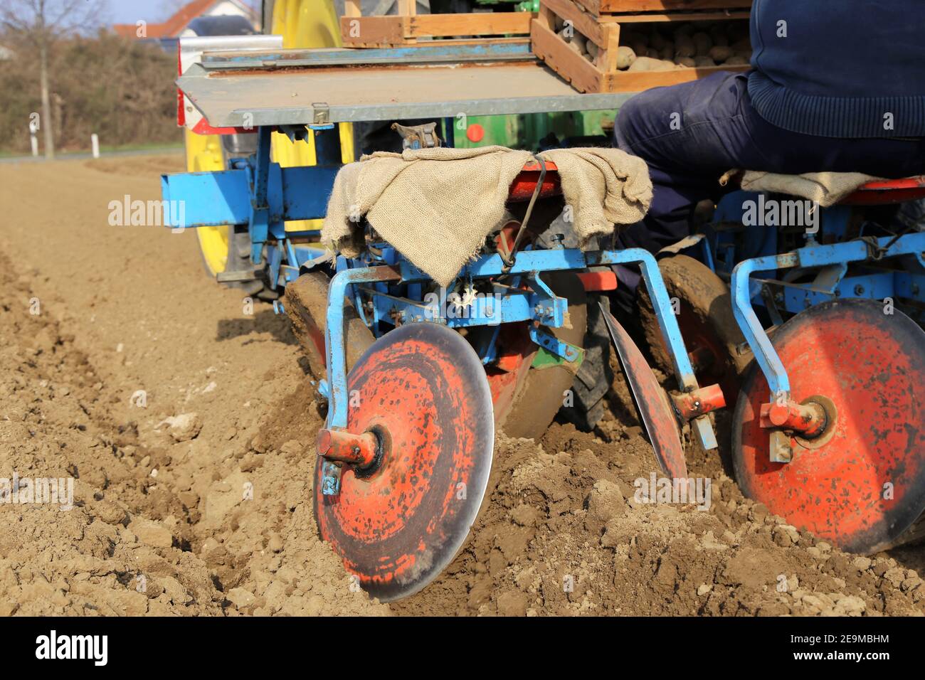 Agricultural potato cultivation or potato plants Stock Photo - Alamy