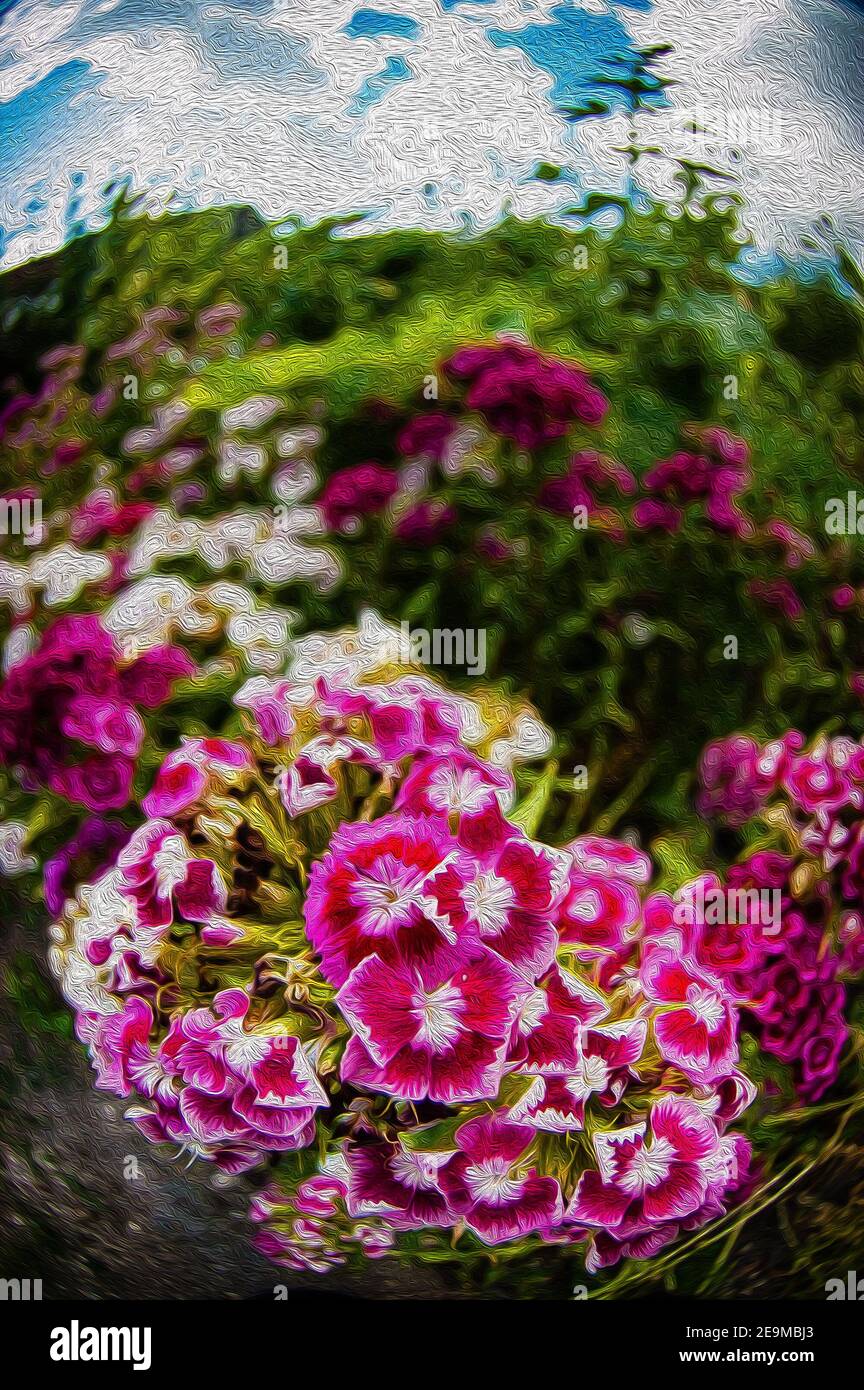 Pink and white Dianthus flowers growing in the Kintbury allotments in ...
