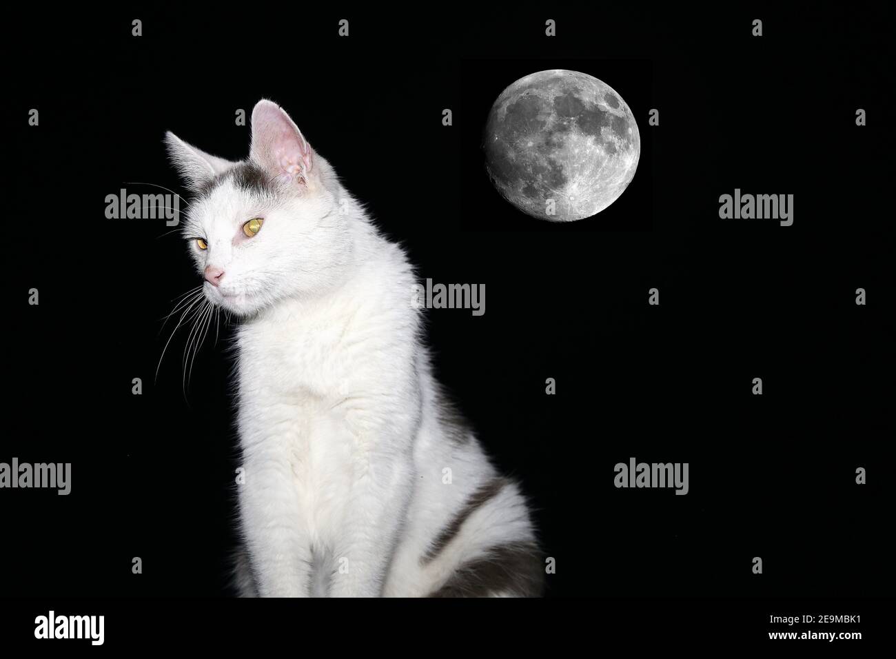 Domestic cat at moonlight Stock Photo - Alamy