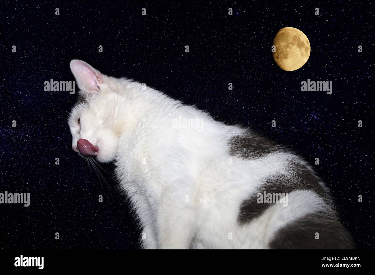 Domestic cat at moonlight Stock Photo - Alamy