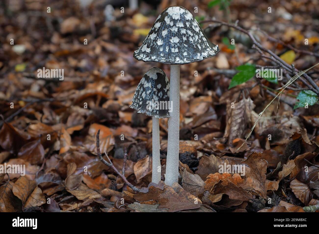 The Magpie Fungus (Coprinopsis picacea) is an inedible mushroom , an ...
