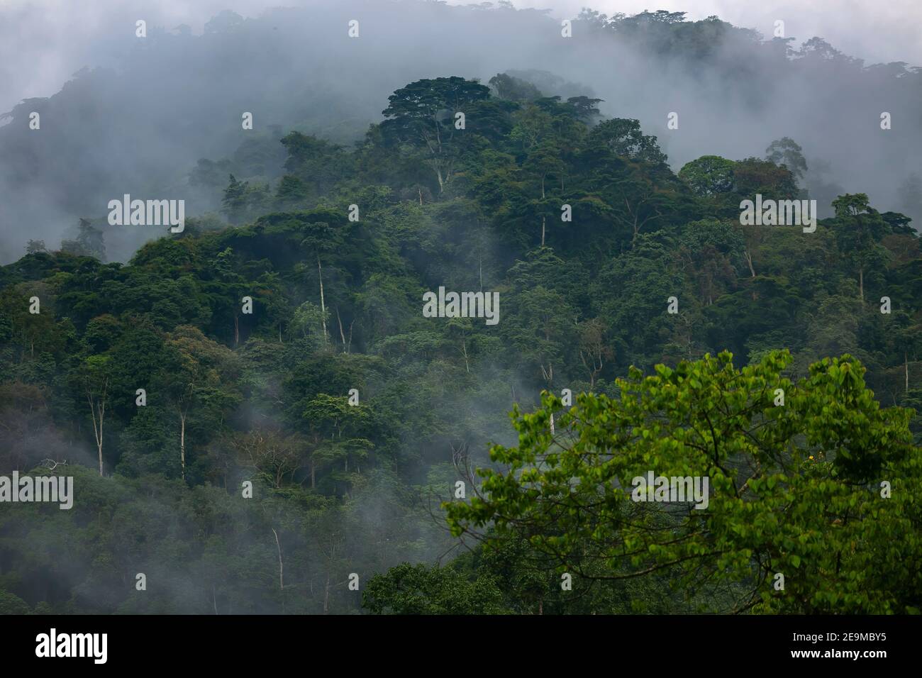 Colombia forest country road hi-res stock photography and images - Alamy