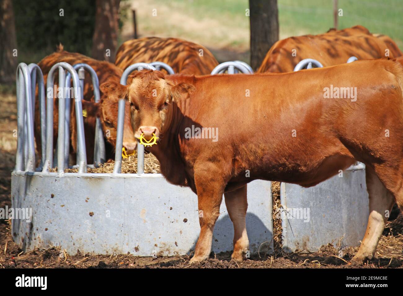 Cattle breading hi-res stock photography and images - Alamy