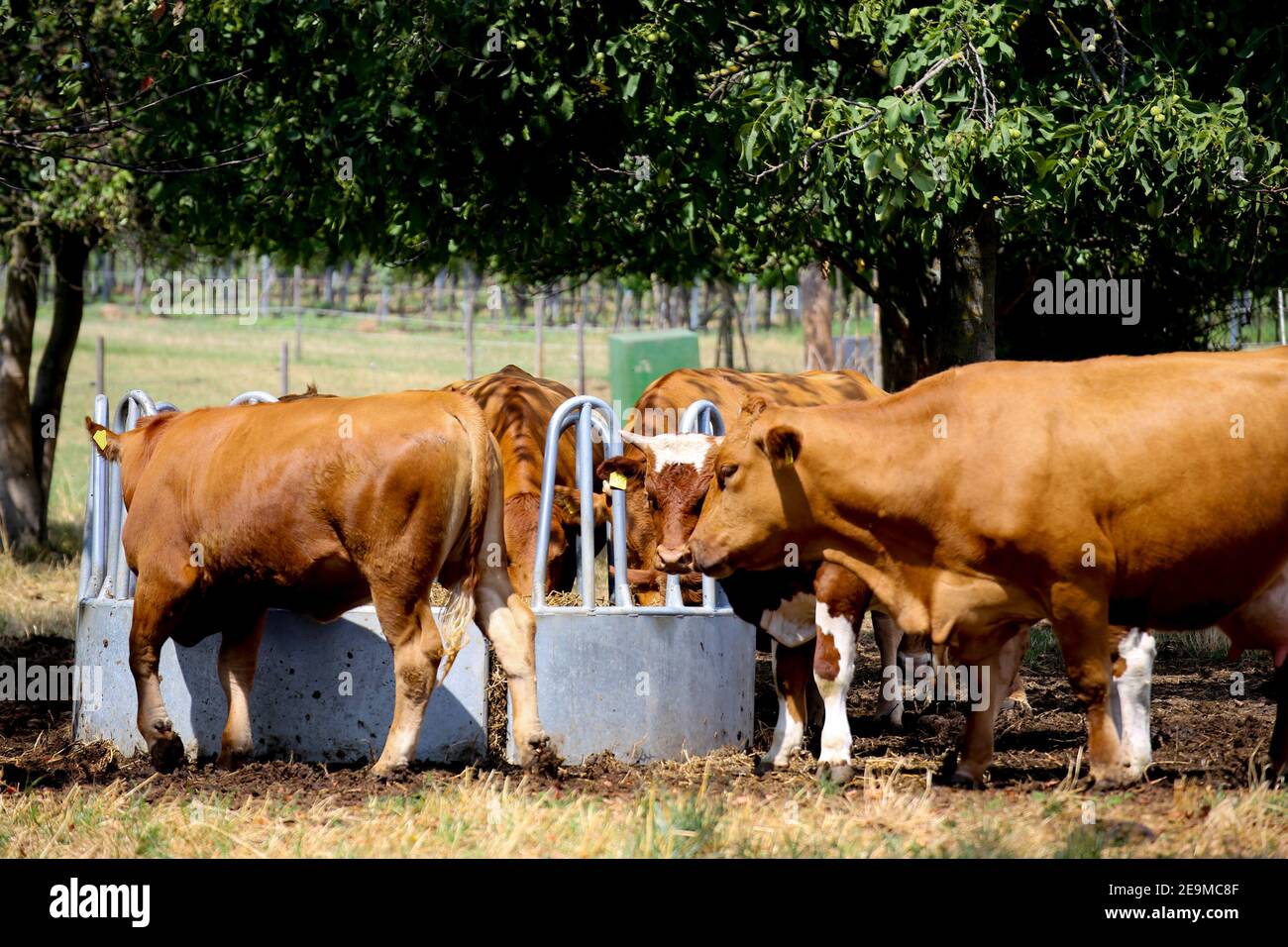 Cattle breading hi-res stock photography and images - Alamy