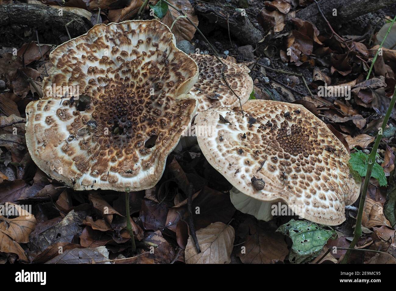 The Stinking Dapperling (Lepiota aspersa) is a poisonous mushroom , an ...