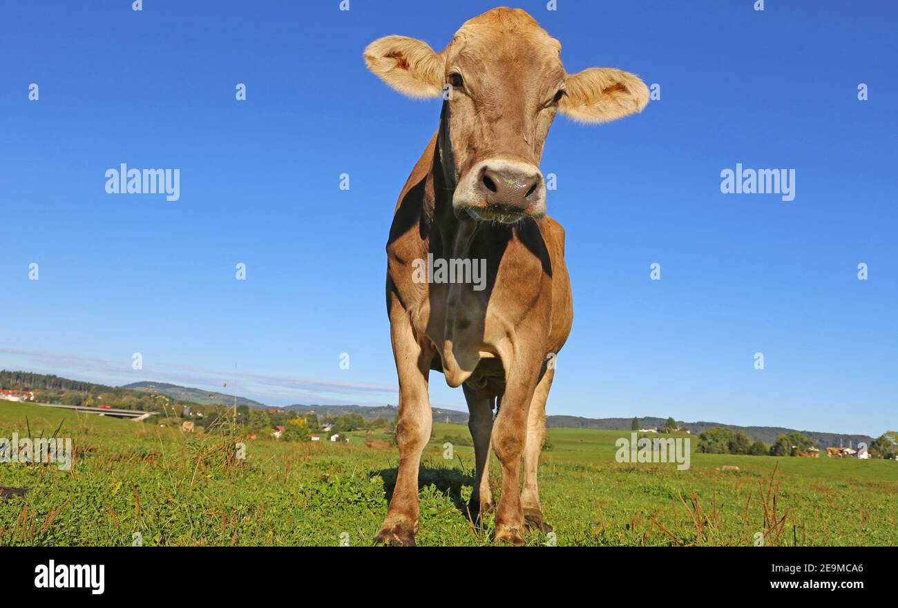 Brown dairy cow on a rich green meadow in summer Stock Photo - Alamy