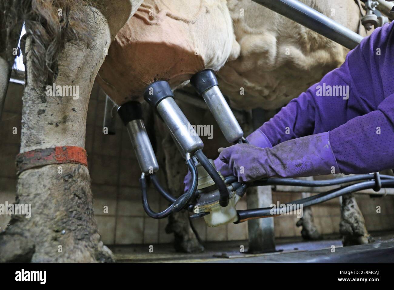 Milking a cow with milking machine Stock Photo - Alamy