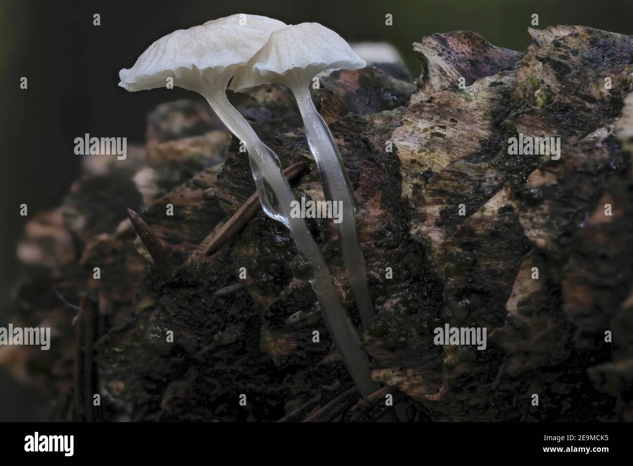 The dripping bonnet (Roridomyces roridus) is an inedible mushroom , an ...