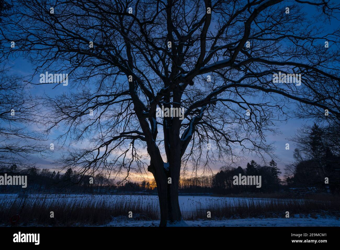 winter lanscape with tree shapes Stock Photo - Alamy