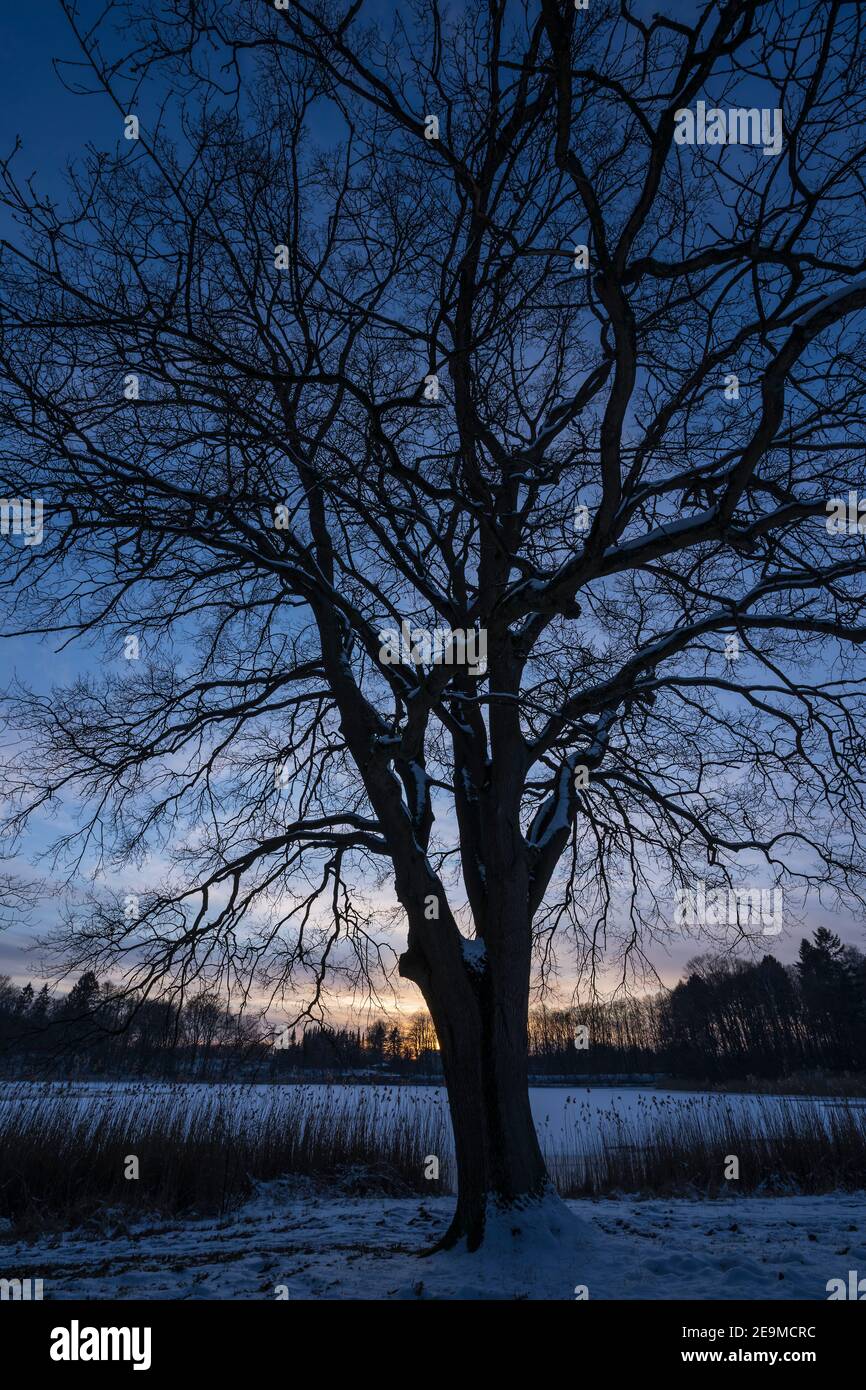 winter lanscape with tree shapes Stock Photo - Alamy
