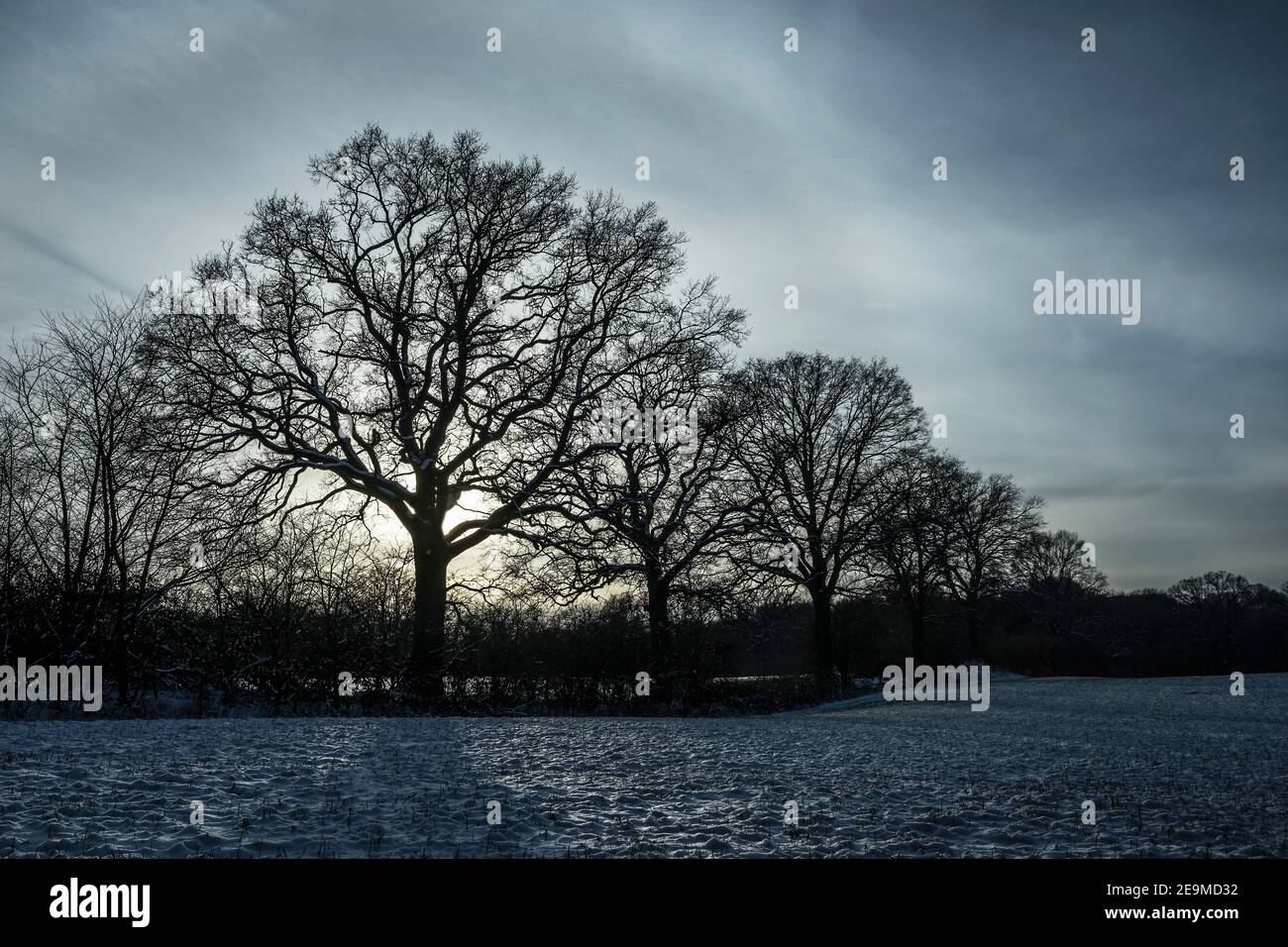 winter lanscape with tree shapes Stock Photo - Alamy