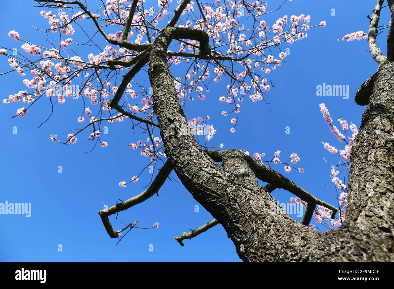 Almond blossoms tree (Prunus dulcis) photographed from below Stock ...