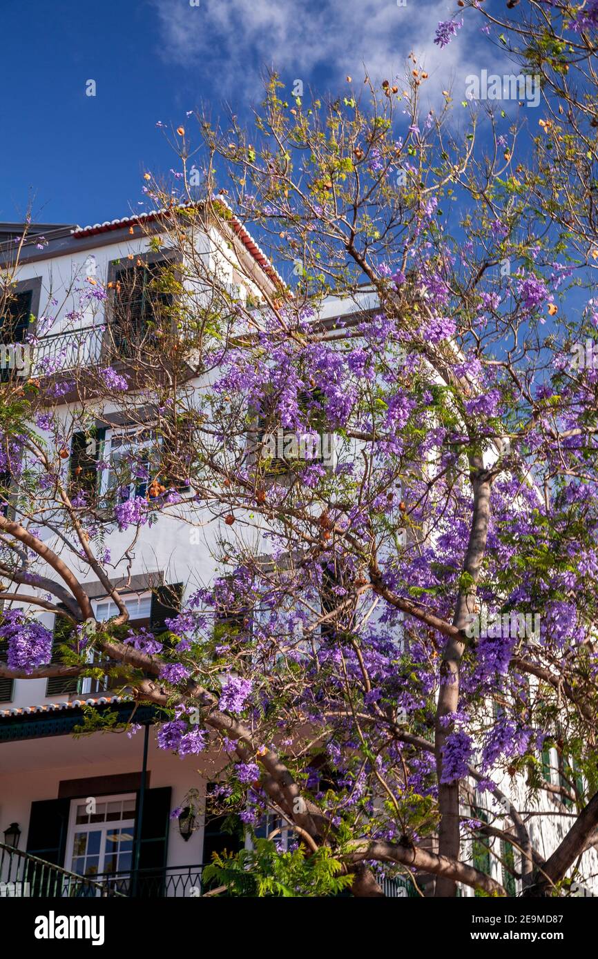 Tree with purple flowers, Madeira, Portugal Stock Photo - Alamy