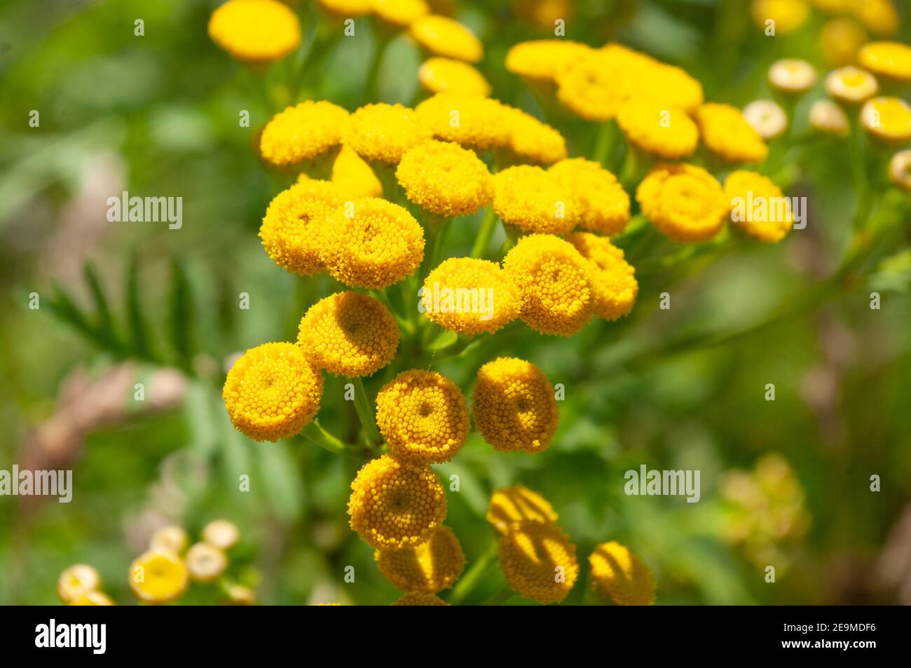 Button Like Yellow Wild Flowers