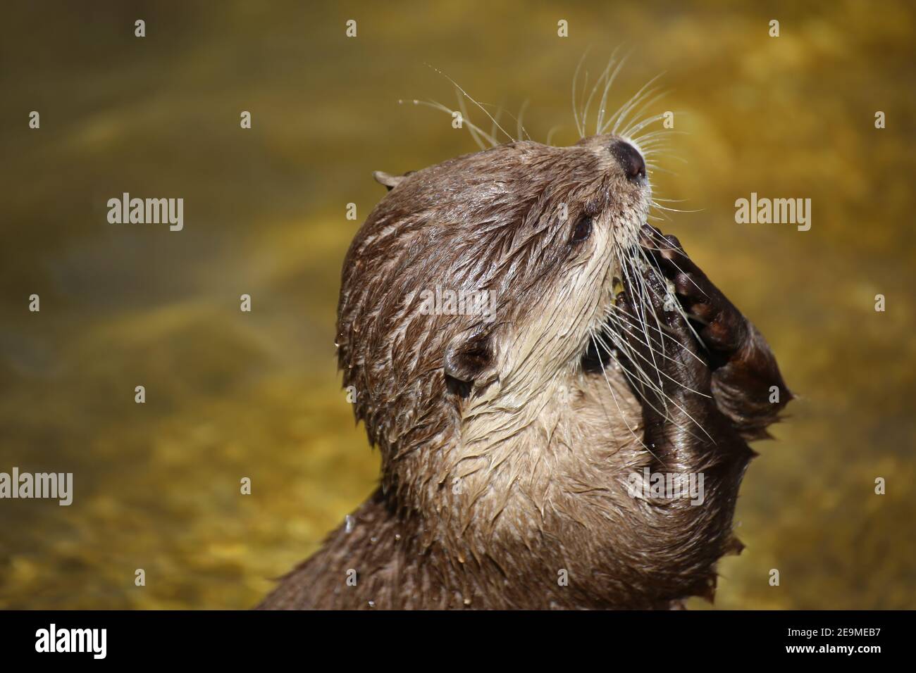 Otter lutrinae hi-res stock photography and images - Alamy