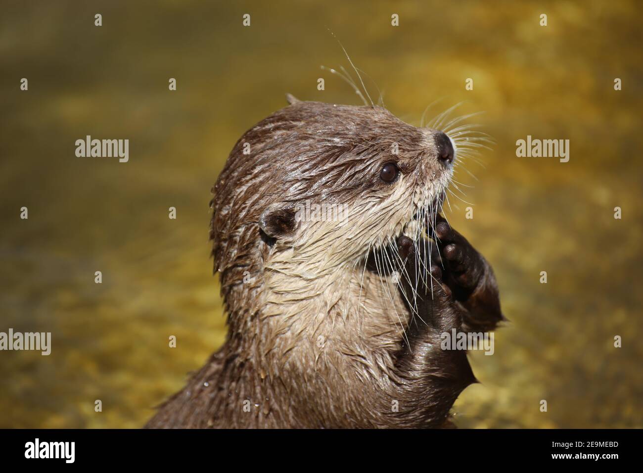 Close up of an Otter (Lutrinae) in water Stock Photo - Alamy