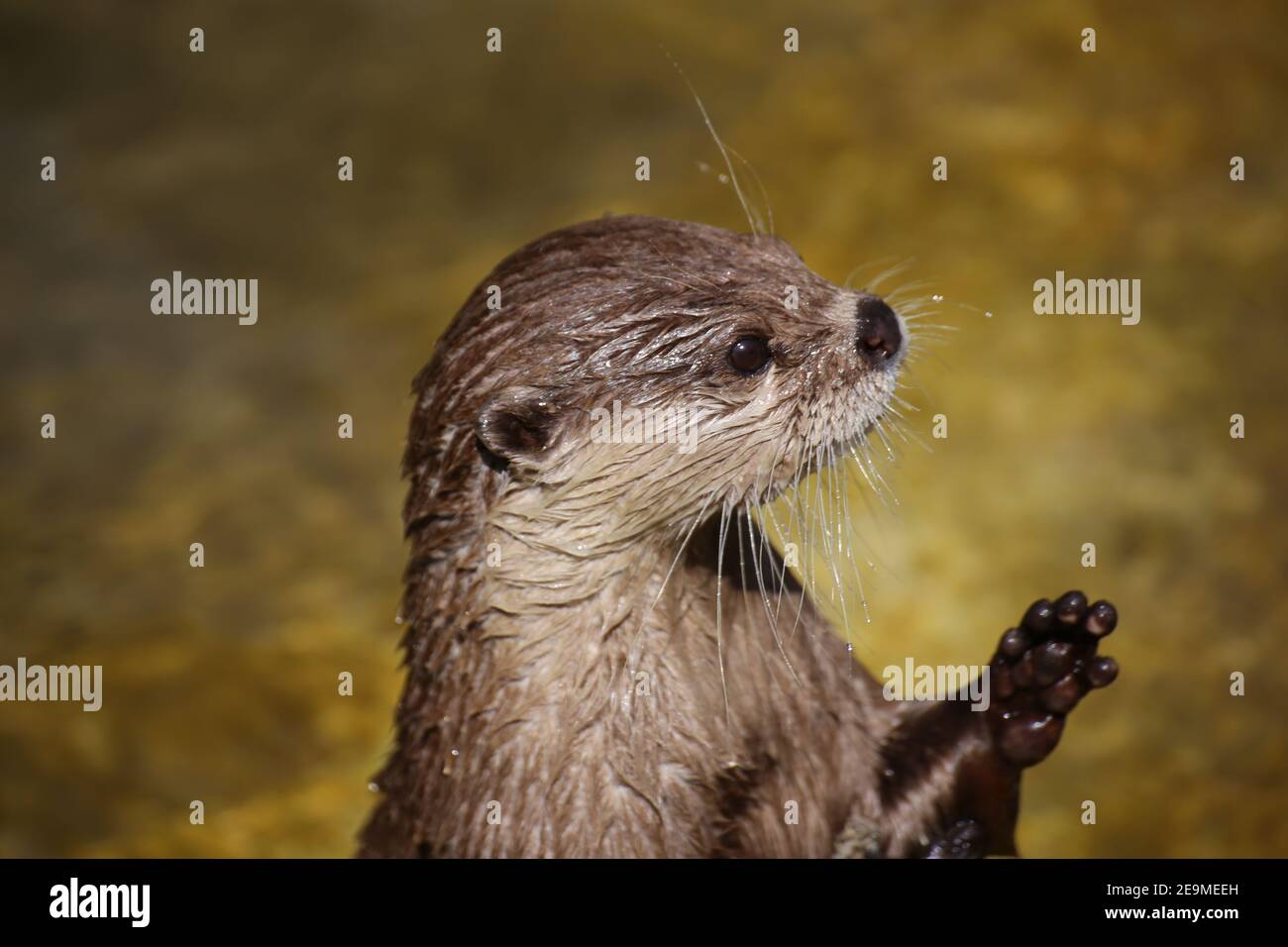 Otter lutrinae hi-res stock photography and images - Alamy