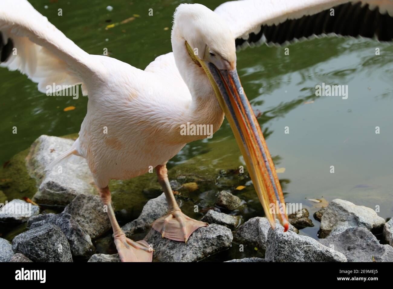 Great white pelican (Pelecanus onocrotalus Stock Photo - Alamy