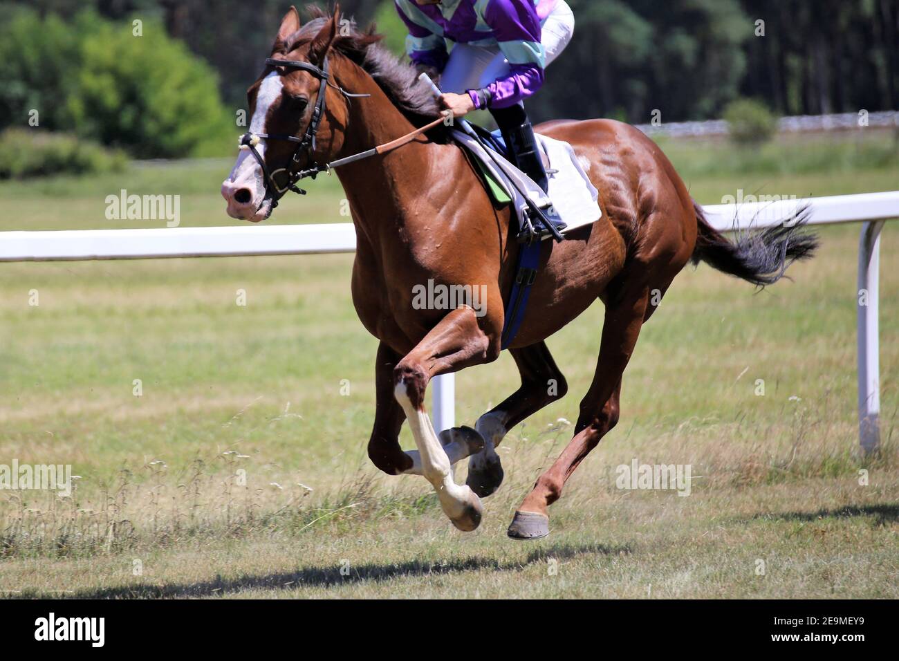 Symbol image: Detail view of a gallop race Stock Photo - Alamy