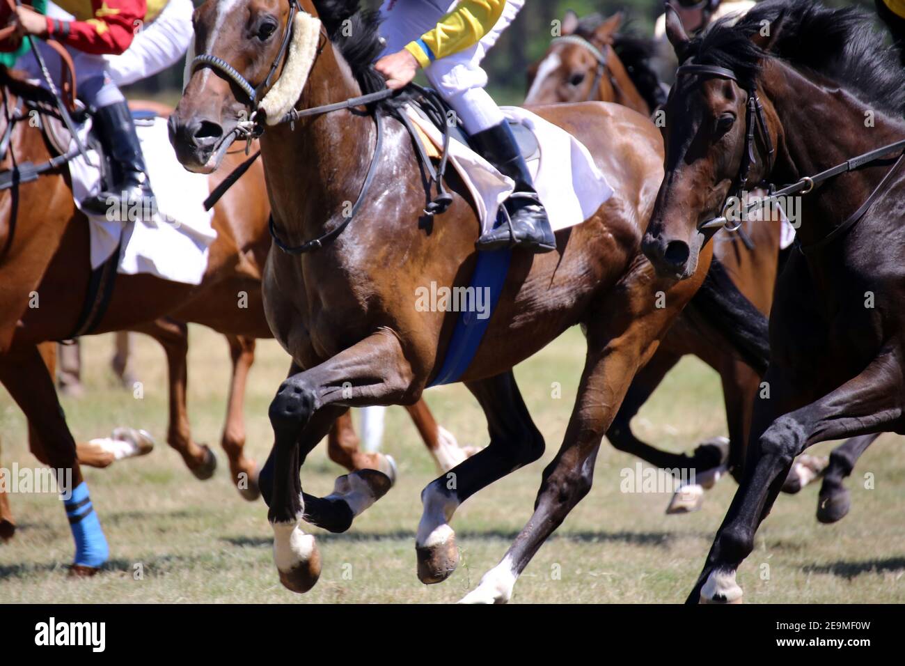 Symbol image: Detail view of a gallop race Stock Photo - Alamy