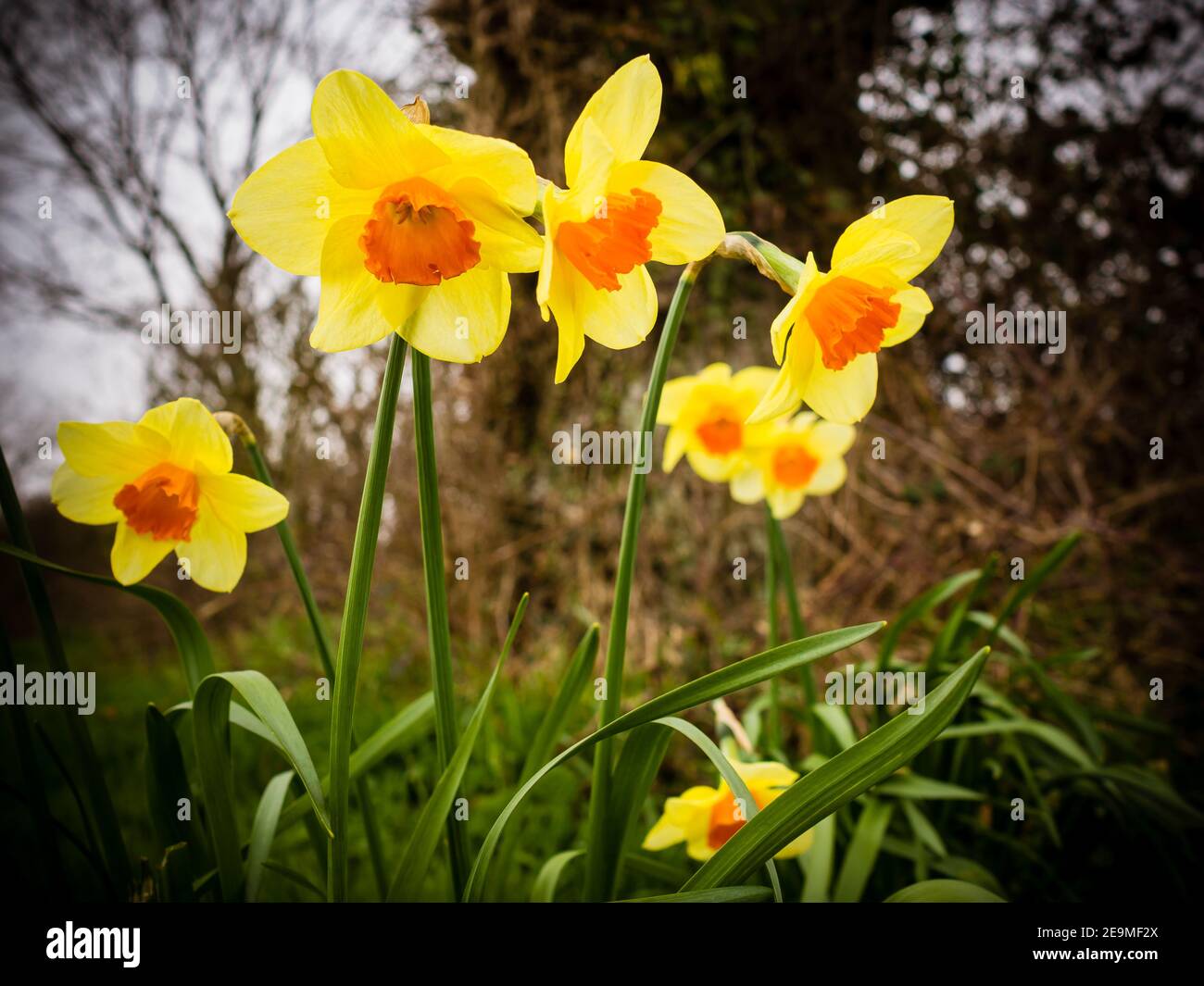 Group daffodils hi-res stock photography and images - Alamy