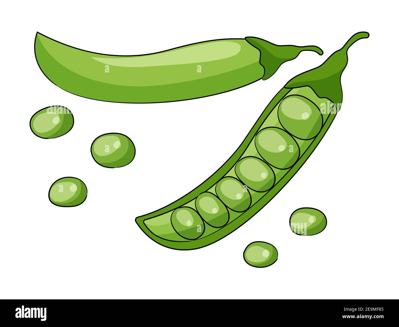 Green peas vector illustration isolated on white background Stock ...