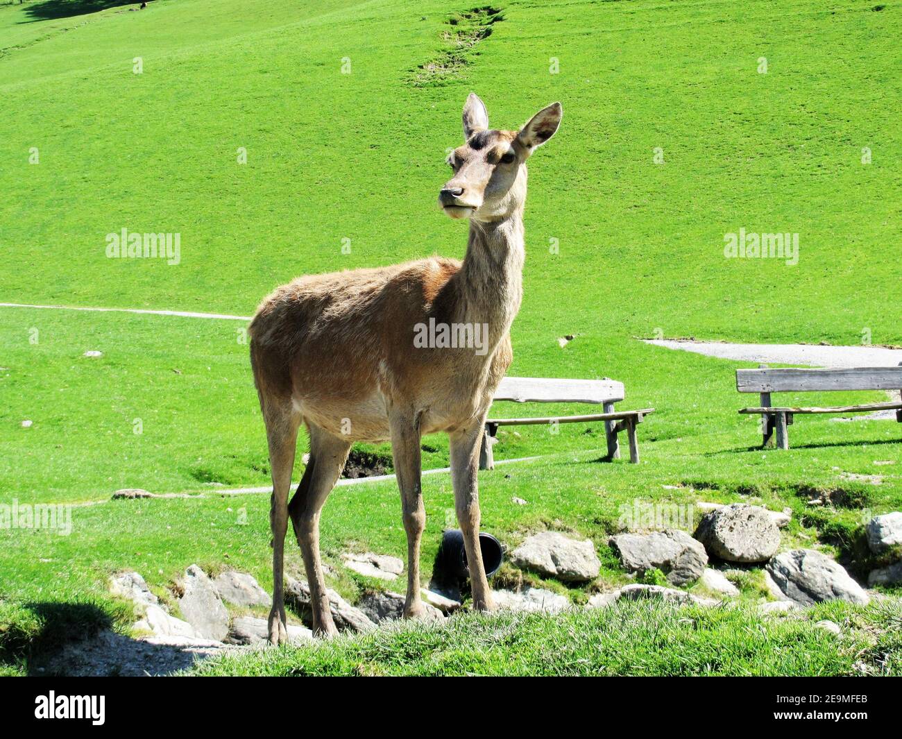 Deer in Aurach (Tyrol, Austria Stock Photo - Alamy