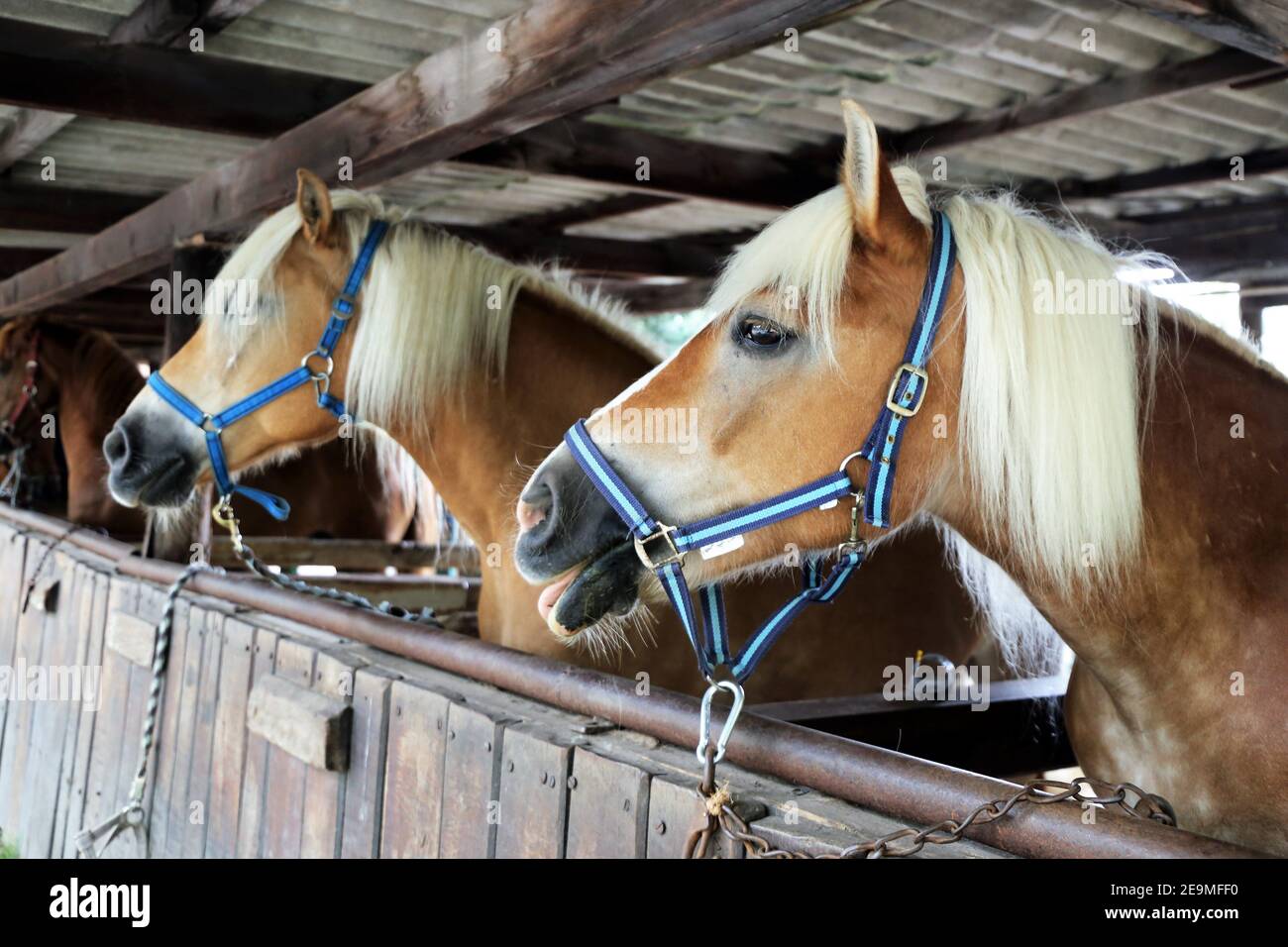 Horses at the horse ranch Stock Photo - Alamy