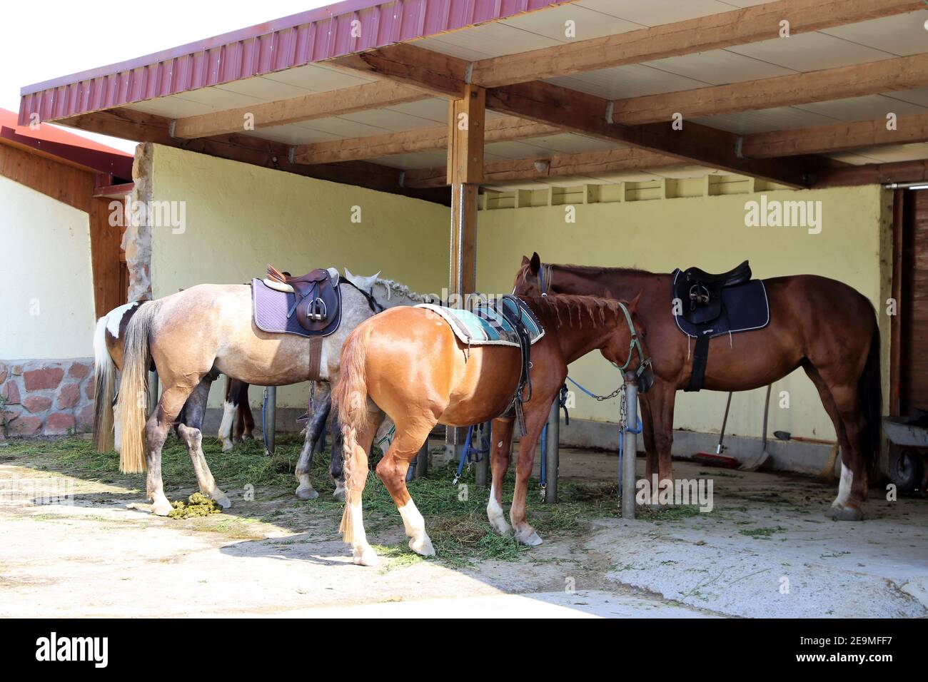 Horses at the horse ranch Stock Photo - Alamy