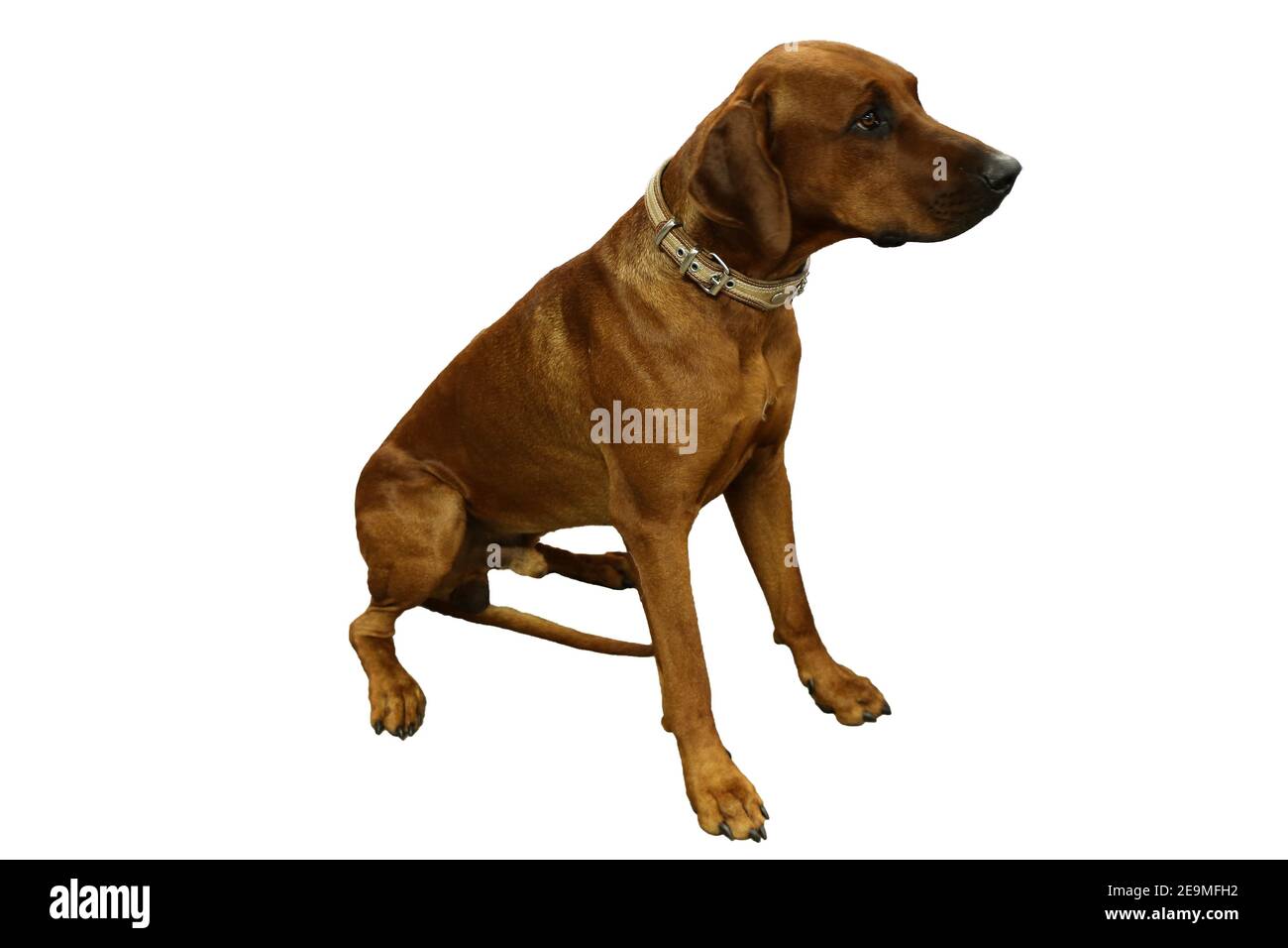 Rhodesian Ridgeback cropped against white background Stock Photo - Alamy