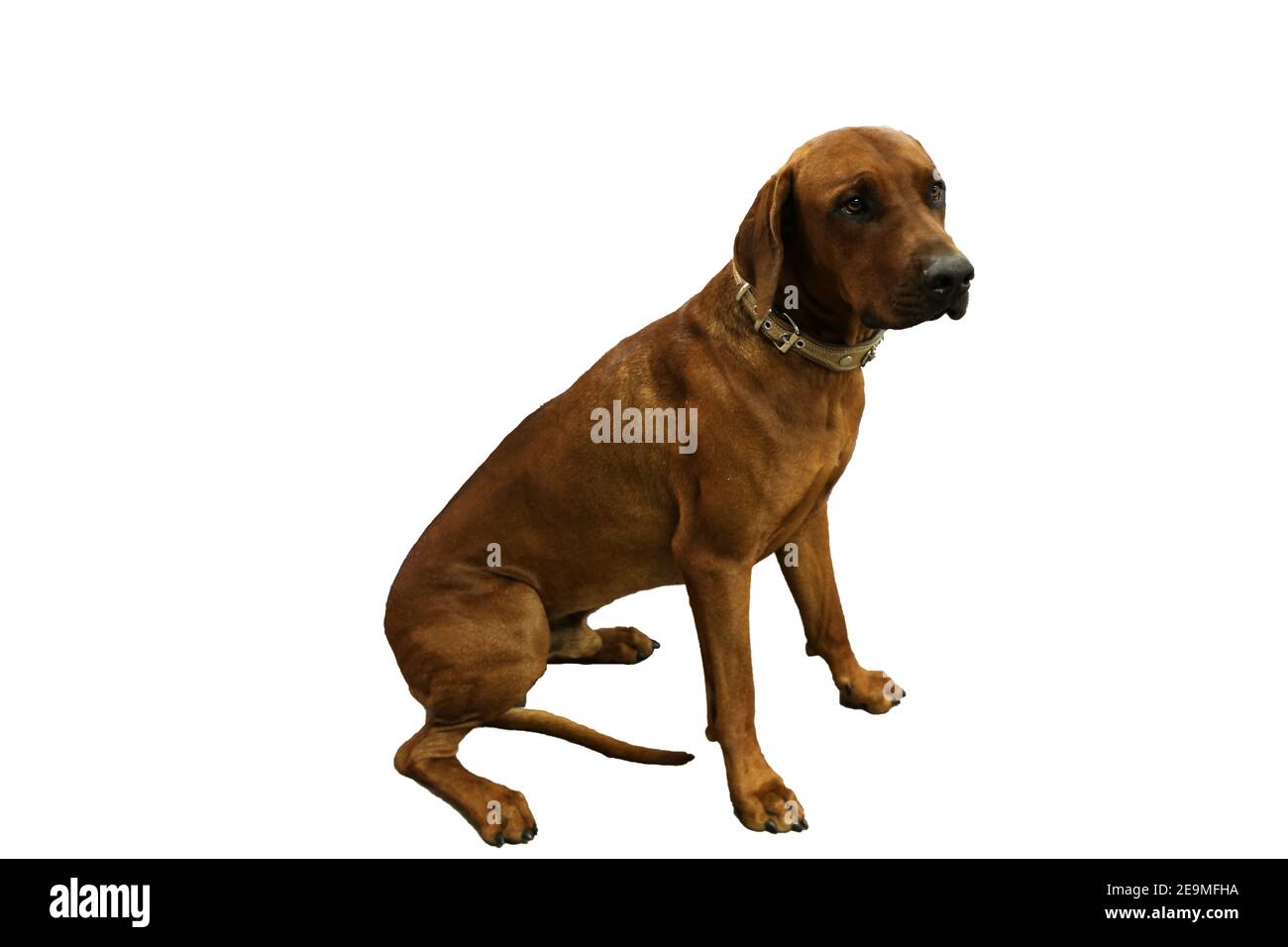 Rhodesian Ridgeback cropped against white background Stock Photo - Alamy