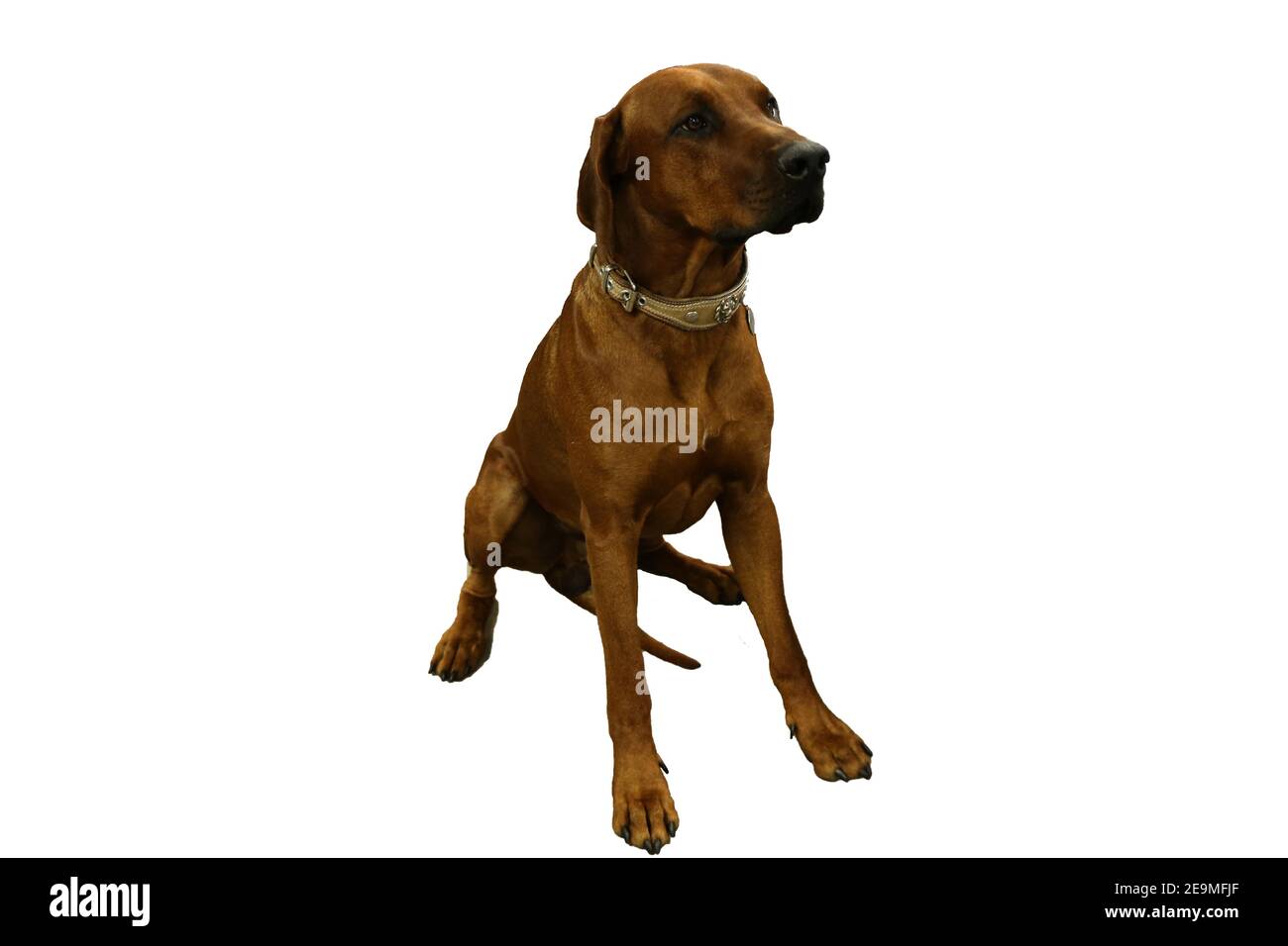 Rhodesian Ridgeback cropped against white background Stock Photo - Alamy