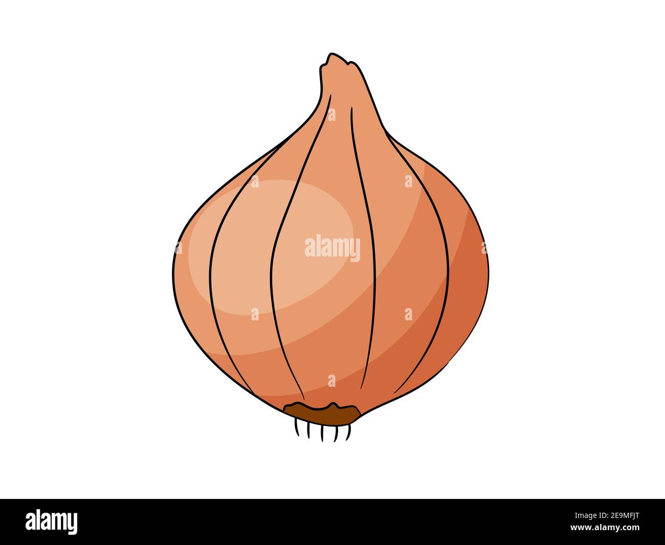 Onion vector illustration isolated on white background Stock Vector ...