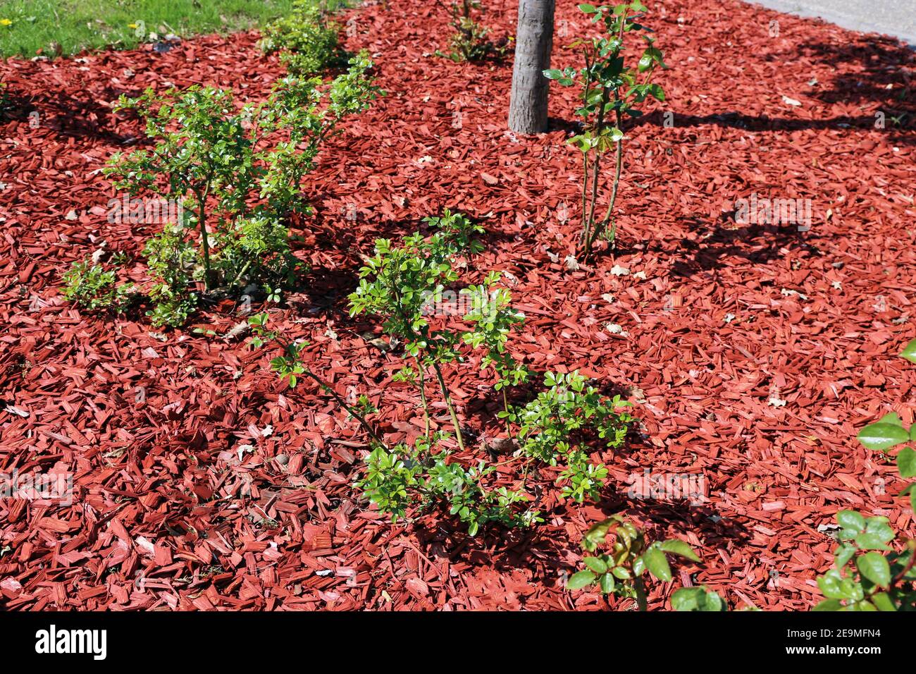 Garden with red bark mulch Stock Photo - Alamy