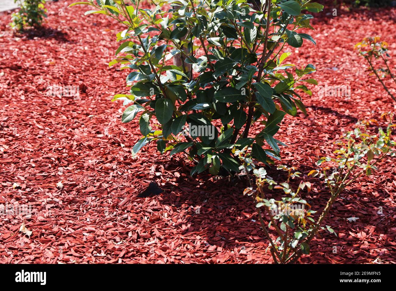Garden with red bark mulch Stock Photo - Alamy