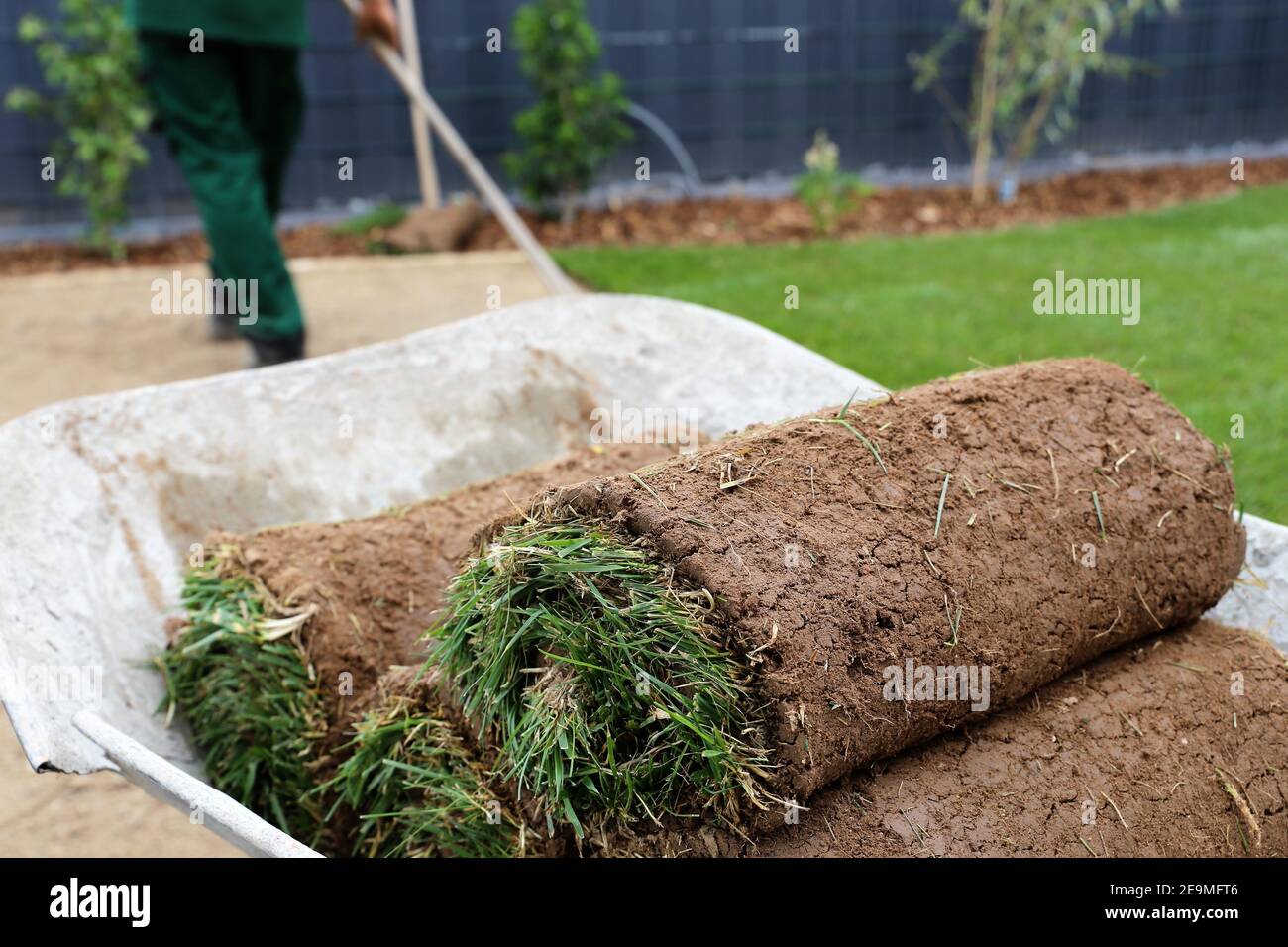 Gardener laying rolled turf in a back yard Stock Photo - Alamy