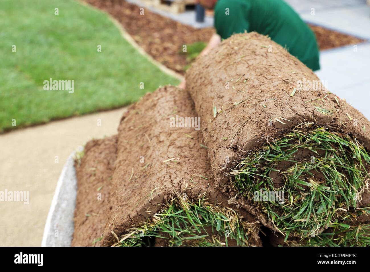 Gardener laying rolled turf in a back yard Stock Photo - Alamy