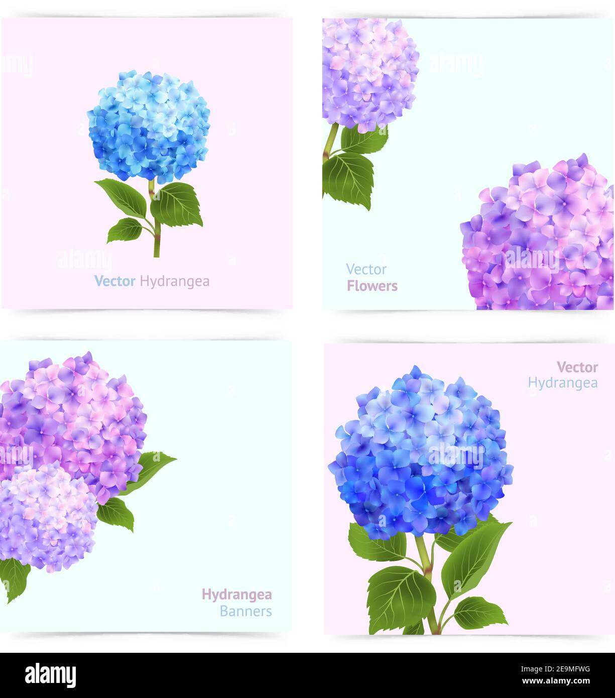 Romantic hydrangea paper cards set with blossoming flowers isolated ...