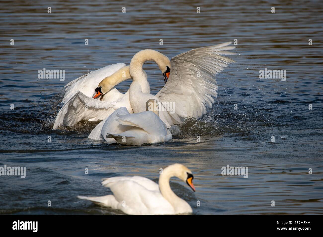 Male Swans fighting for territory at the start of the mating season ...