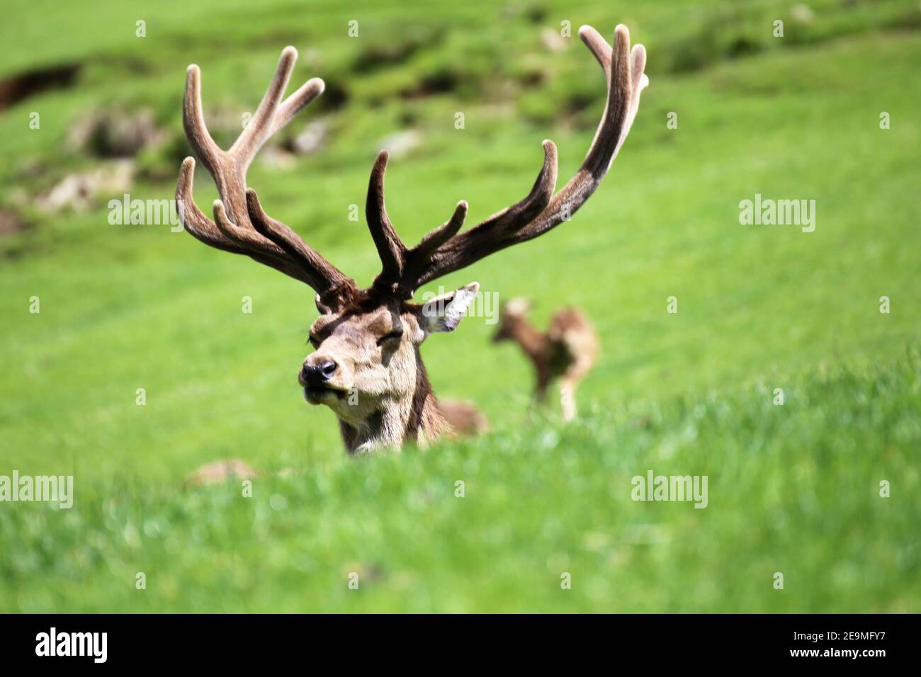 Red deer in the mountains, here in Tyrol, Austria Stock Photo - Alamy