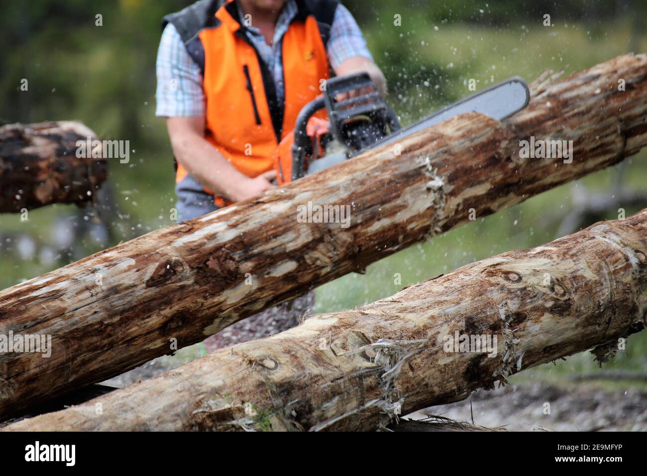 Forestry worker cutting wood, Germany Stock Photo - Alamy