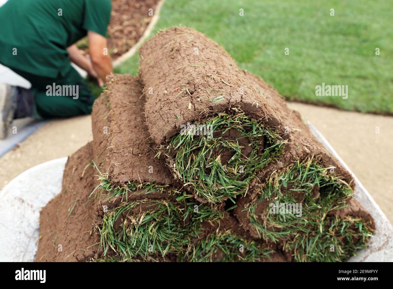 Gardener laying rolled turf in a back yard Stock Photo - Alamy