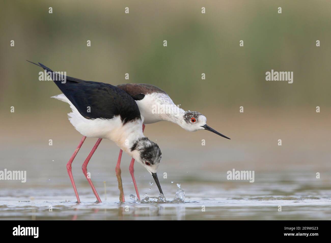 Mating Black-winged stilt, Rome, Italy, May 2020 Stock Photo - Alamy
