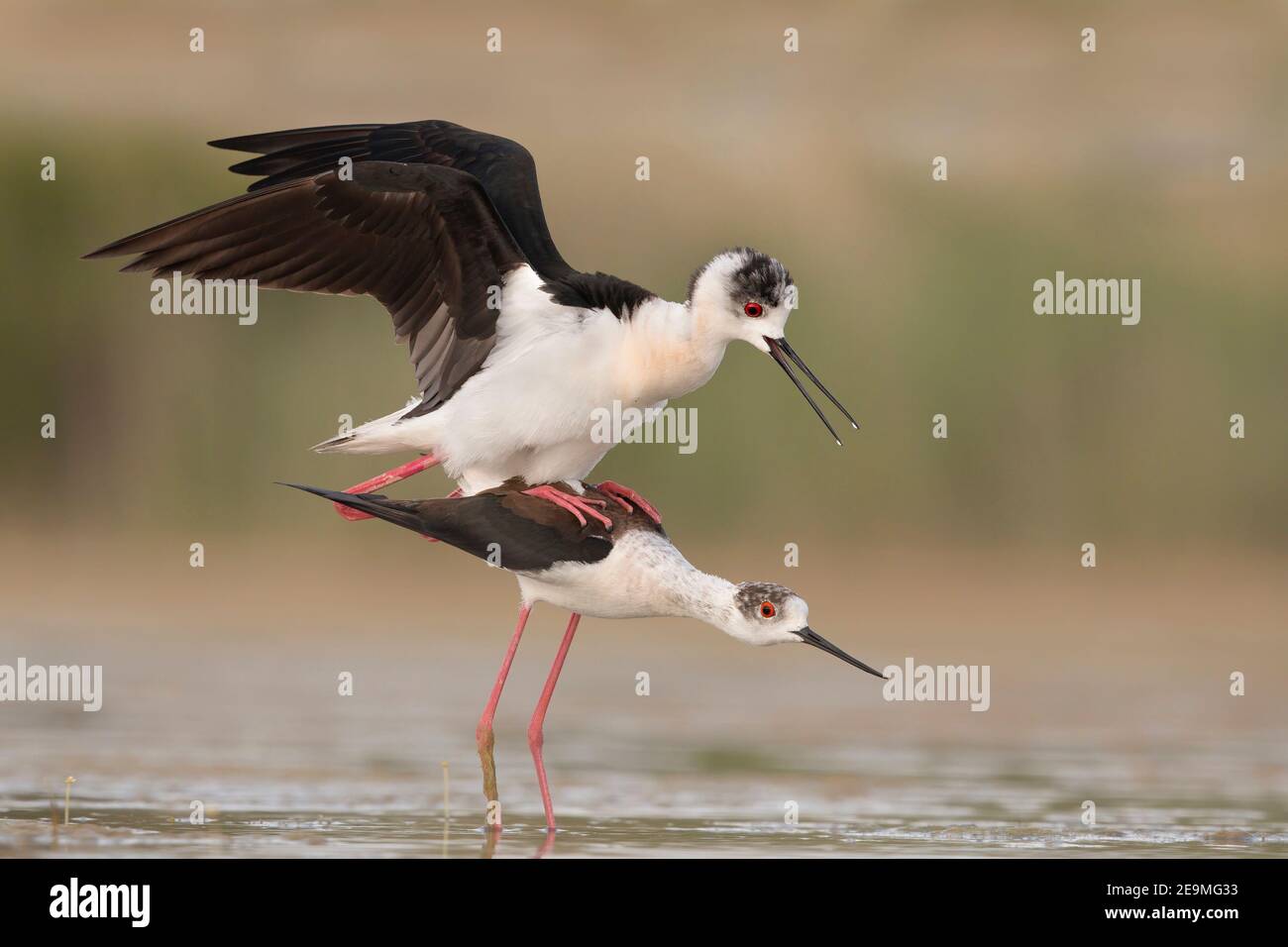 Mating Black-winged stilt, Rome, Italy, May 2020 Stock Photo - Alamy