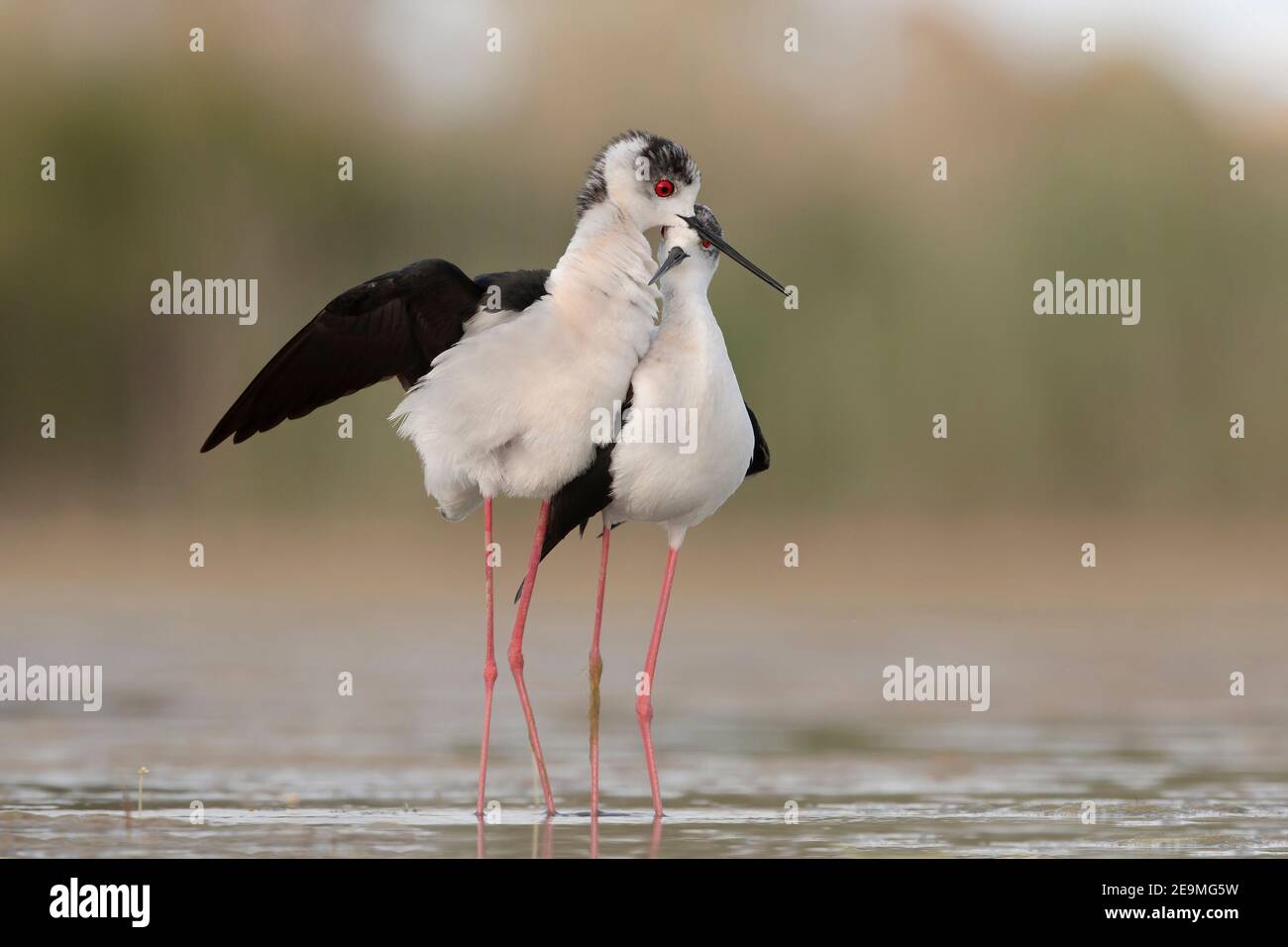 Mating Black-winged stilt, Rome, Italy, May 2020 Stock Photo - Alamy